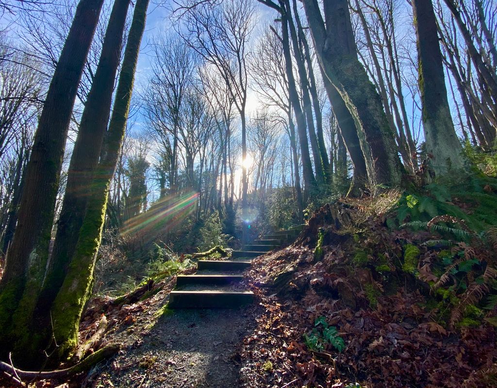 Cheasty Greenspace - Mt. View