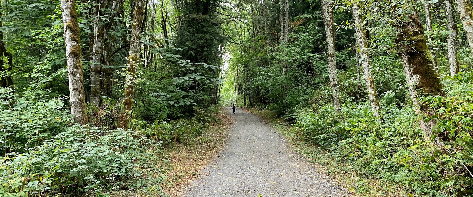 Cougar Mountain - Red Town Trail hike in Bellevue, Washington