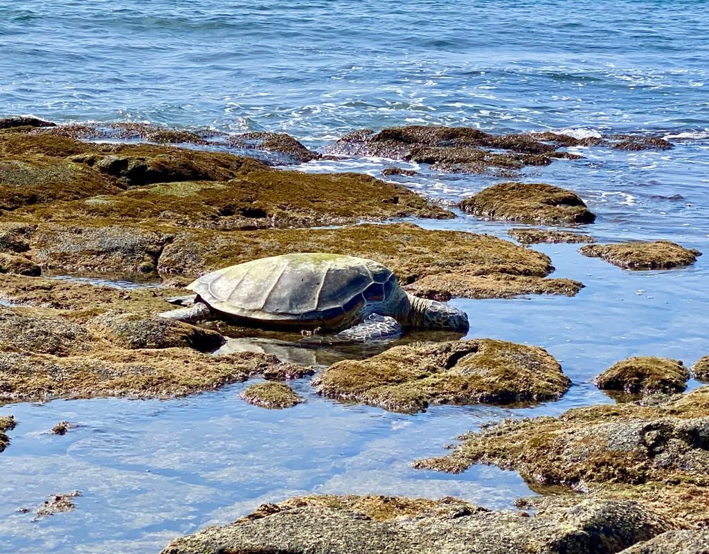 Kaloko-Honokōhau National Historical Park hike in Kona, Hawaii