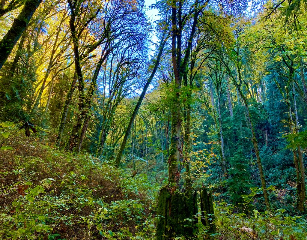 Saint Edward State Park hike in Kenmore, Washington