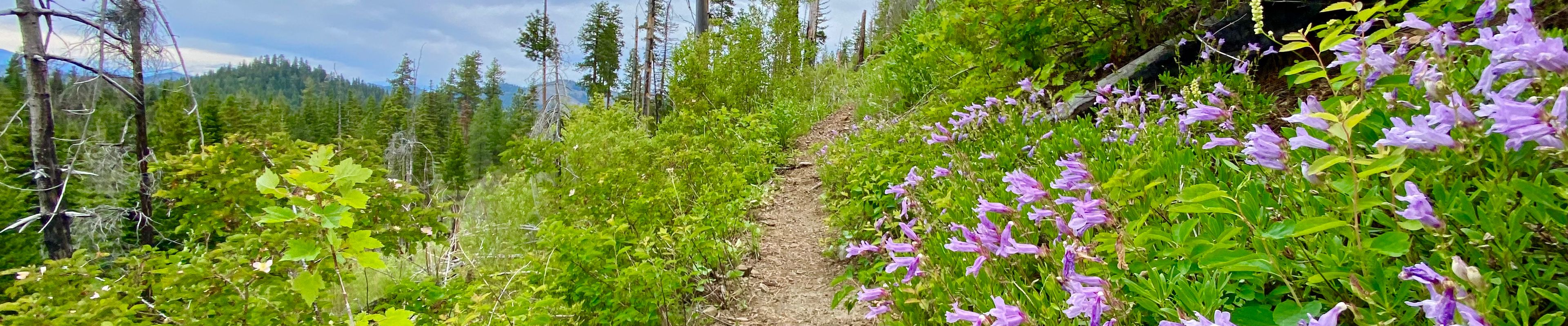 Swauk Discovery Trail