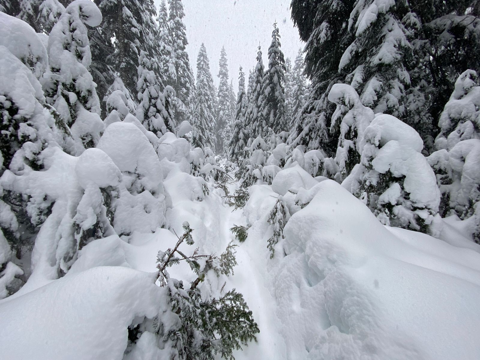 Kendall Trees ski tour in Snoqualmie Pass, Washington