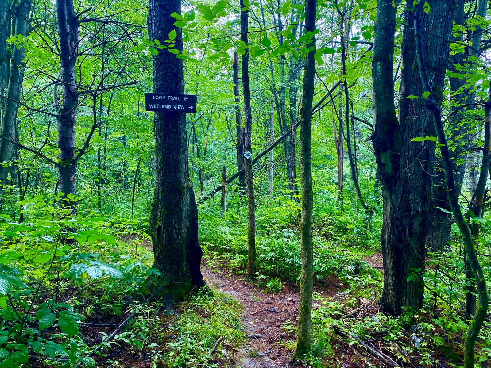Wolcott Family Natural Area